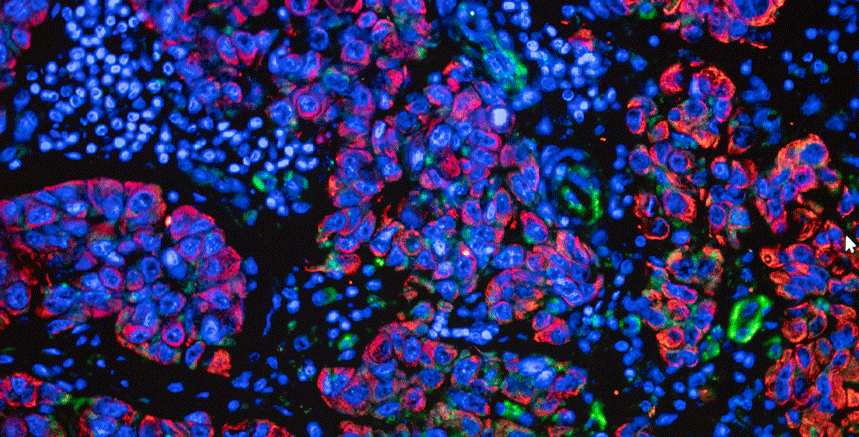 Sleeper Cells | Insights & Resources | Goodwin Procter